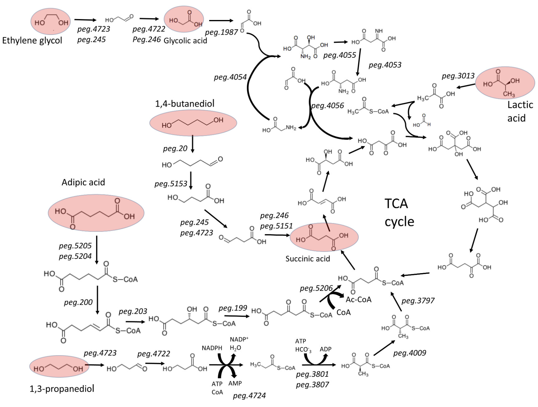 Genome Scale Metabolic Model Of The Versatile B