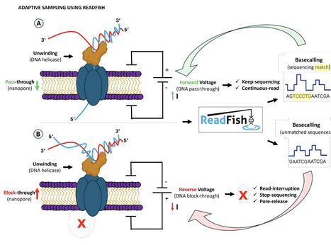 Adaptive sampling in nanopore sequencing for PC...