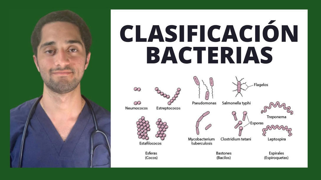 CLASIFICACIÓN DE LAS BACTERIAS | MICROBI...