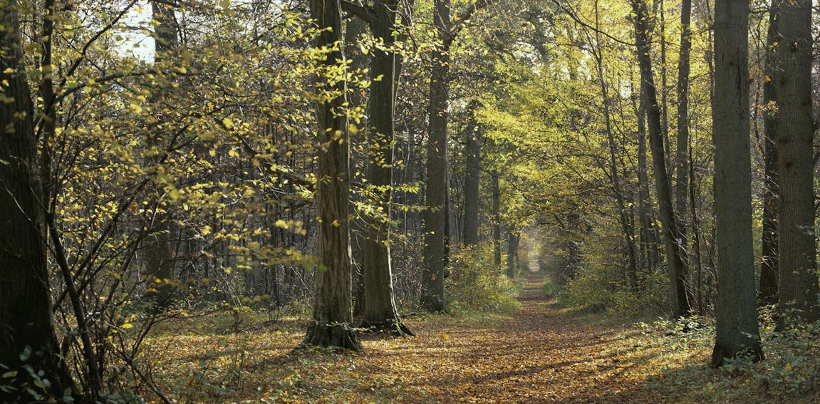 La renaissance de la forêt de Chantilly a...
