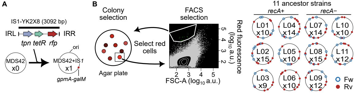 Laboratory evolution of the bacterial genome st...