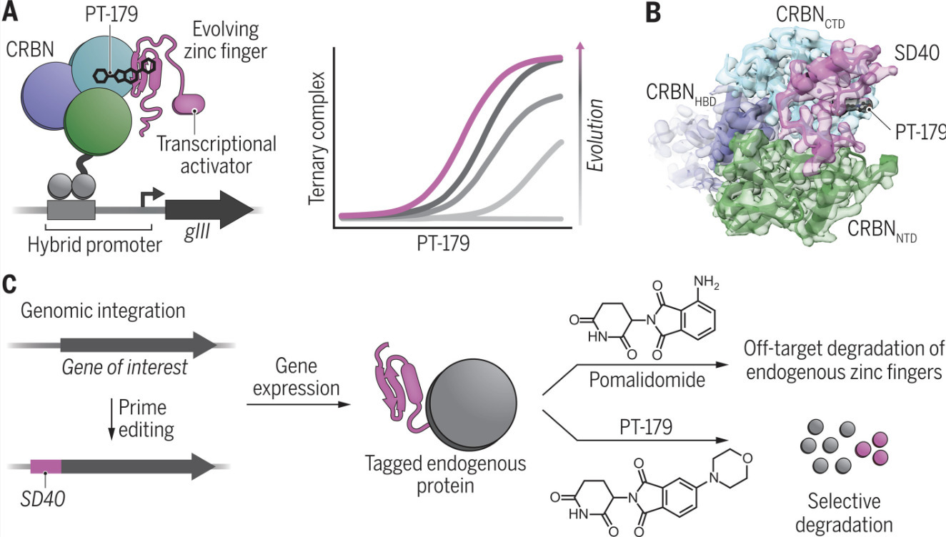 Continuous evolution of compact protein degrada...