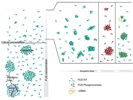 Le score de Matutes revisité grâce...