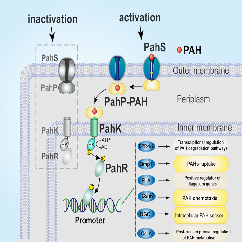 Bacterial cell sensing and signaling pathway fo...
