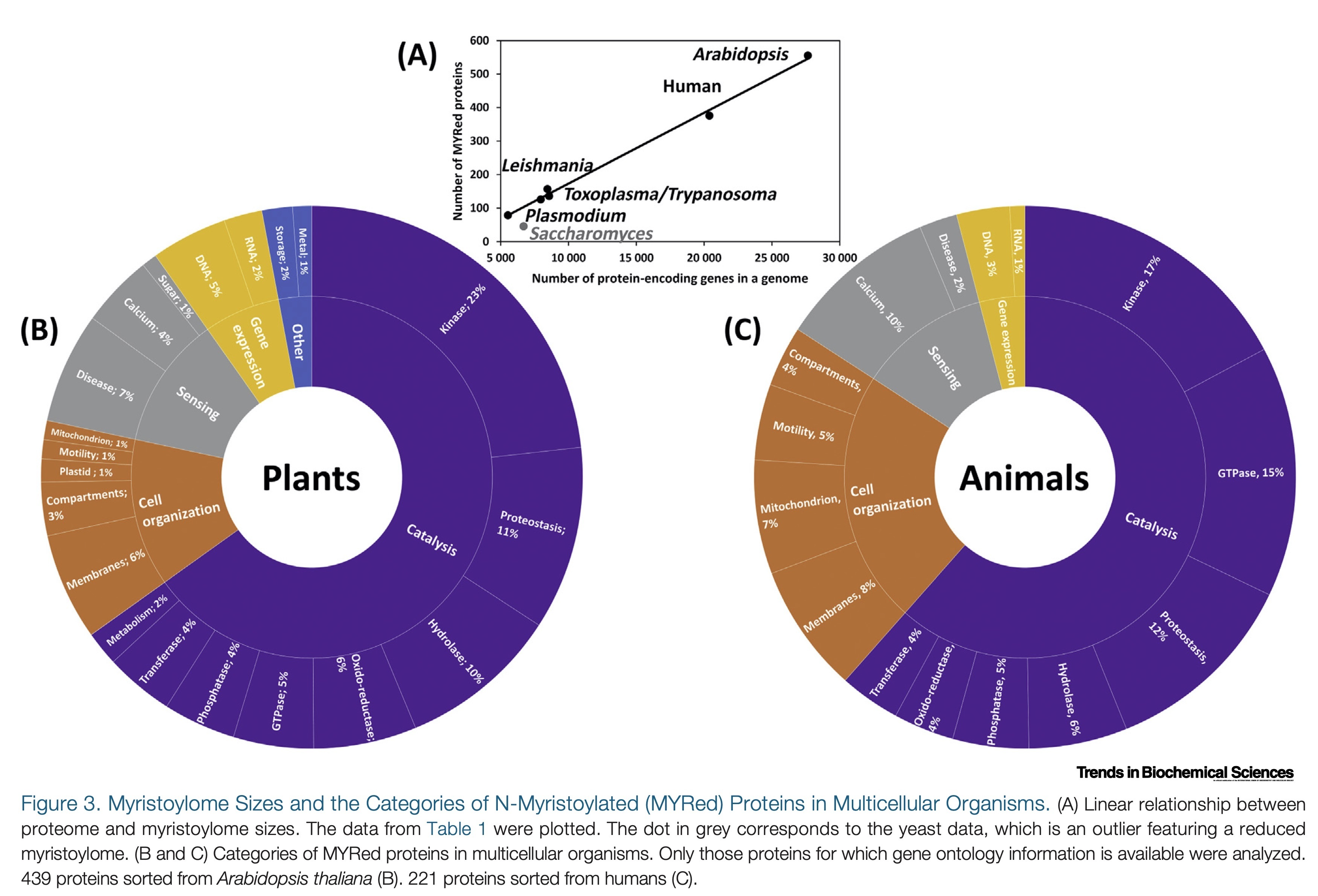 Myristoylation, an Ancient Protein Modification...