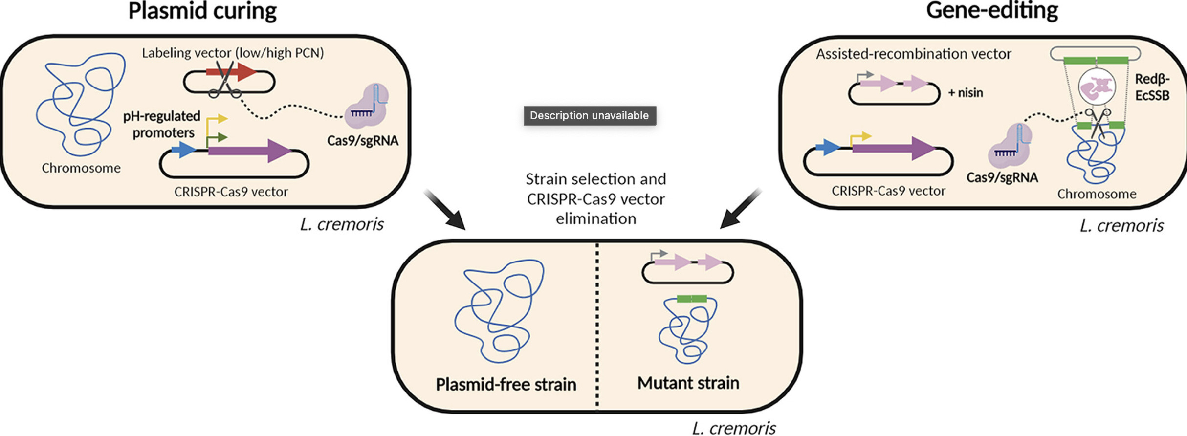 Easy-Curing and pH-Regulated CRISPR-Cas9 Plasmi...