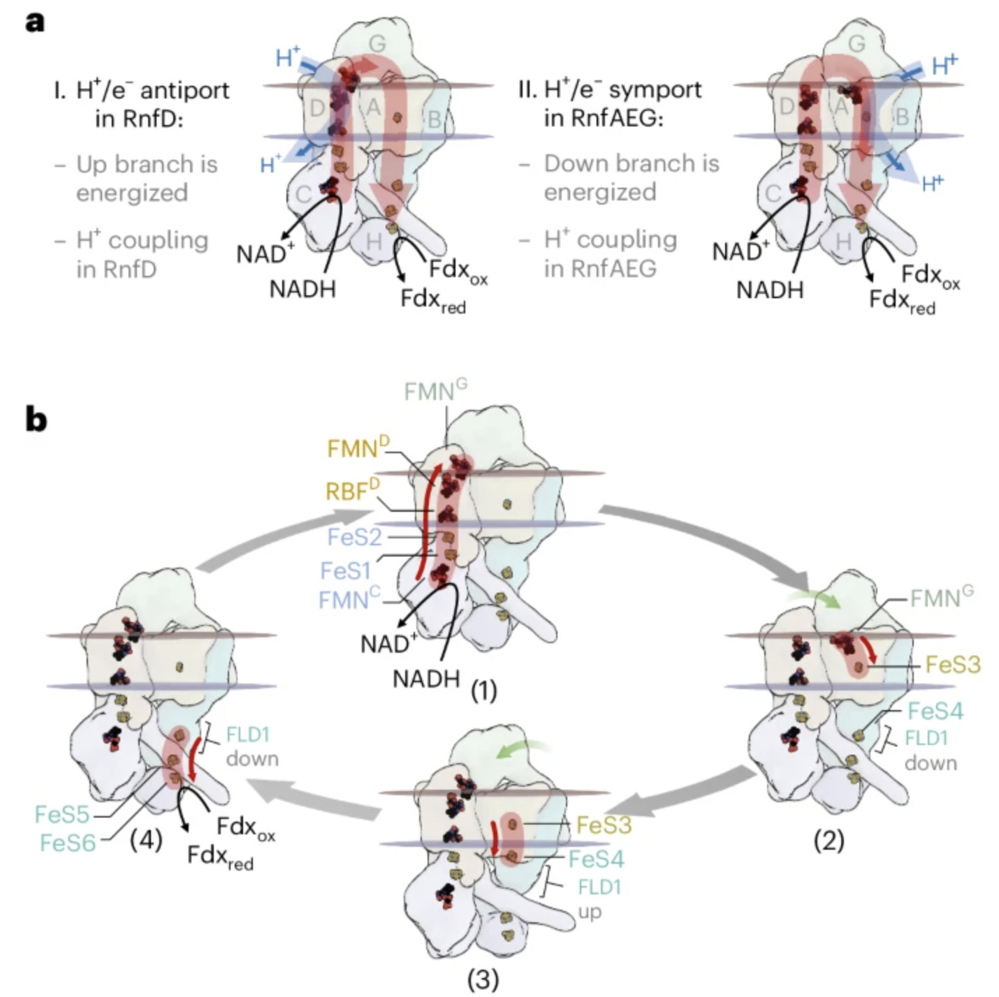 Architecture of the RNF1 complex that drives bi...