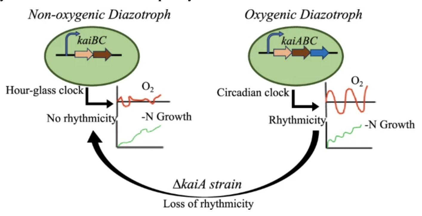 Endogenous clock-mediated regulation of intrace...