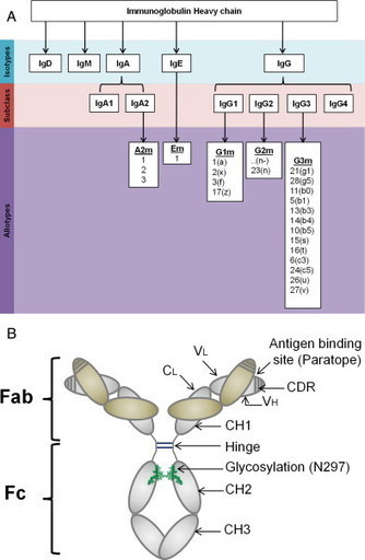 Molecular properties of human IgG subclasses an...