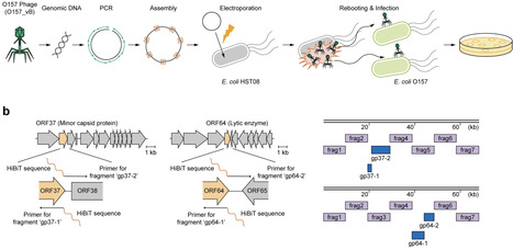 Spatial co-transcriptomics reveals discrete sta...