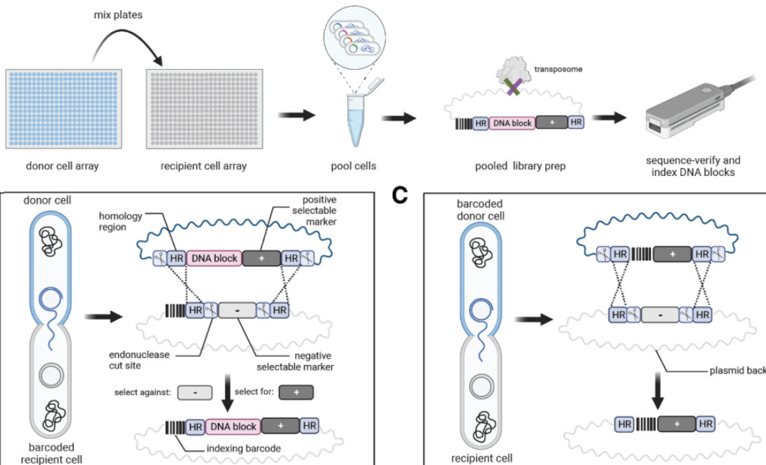 Arrayed in vivo barcoding for multiplexed seque...