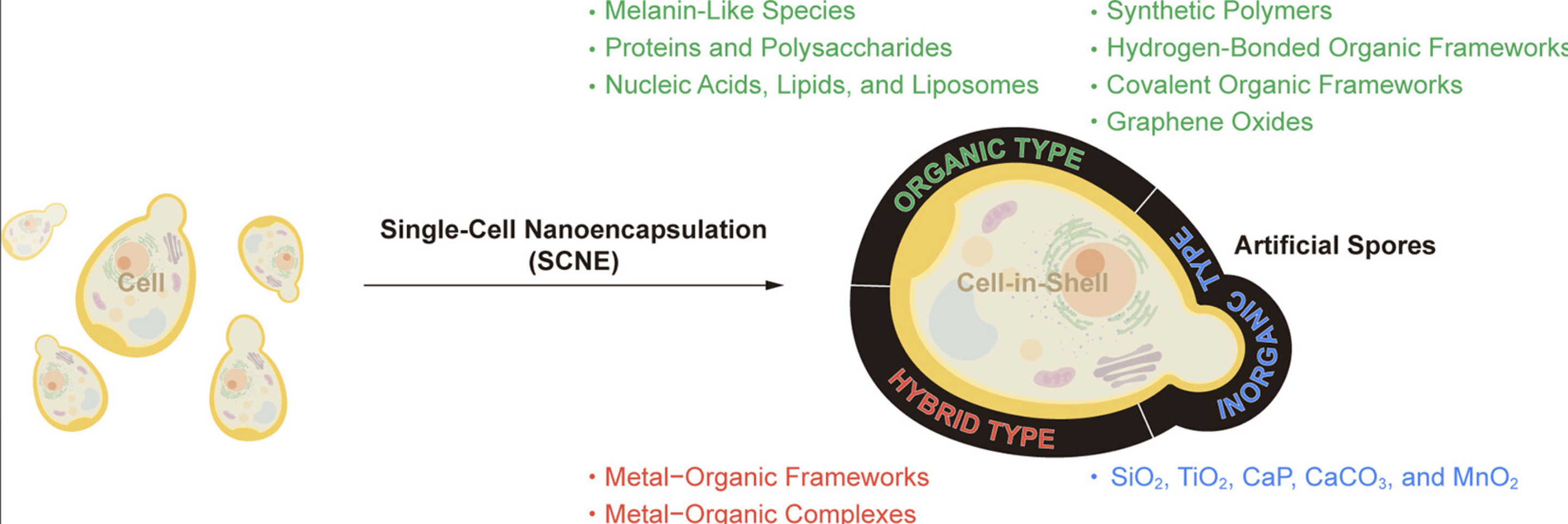Single-Cell Nanoencapsulation: Chemical Synthes...