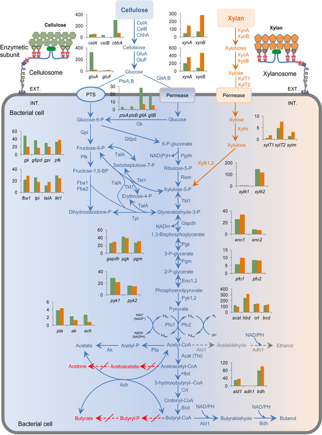 Unique genetic cassettes in a Thermoanaerobacte...