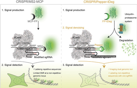 CRISPR/Pepper-tDeg: A Live Imaging System Enabl...