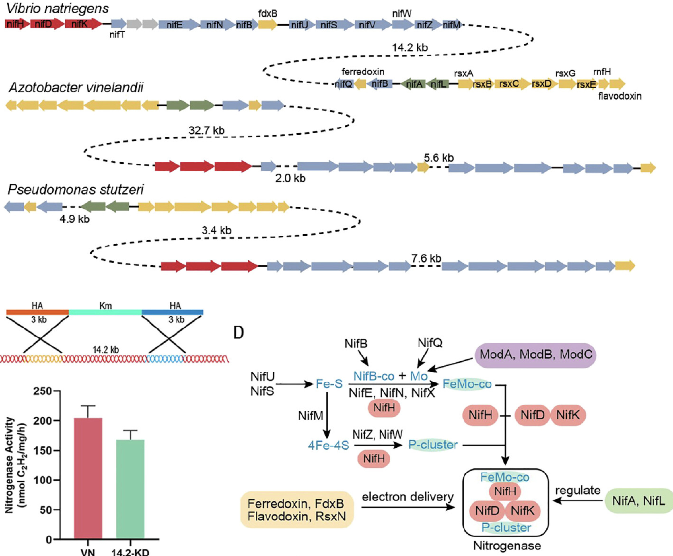 Deciphering the Nitrogen Fixation Gene Cluster ...