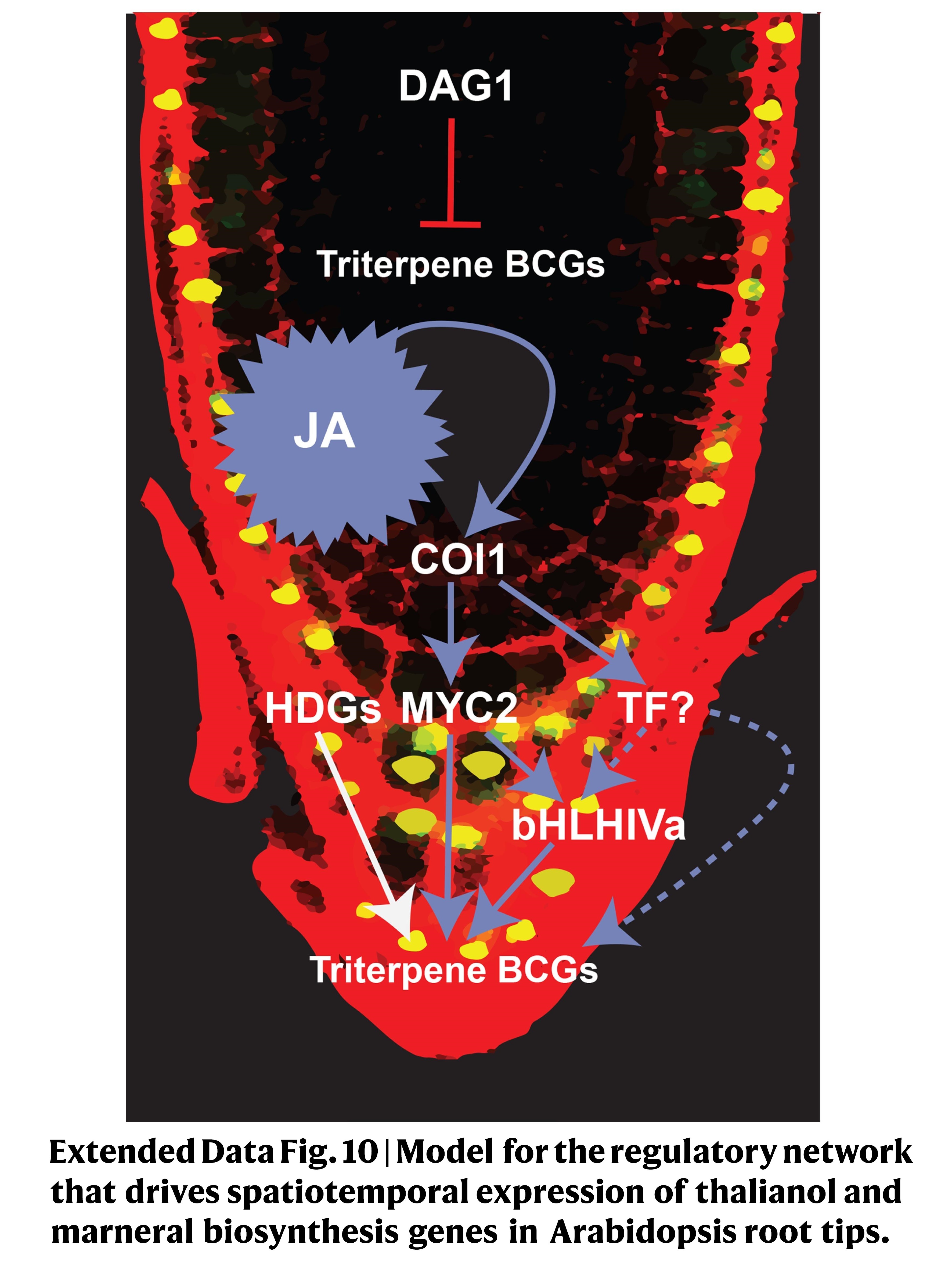 A redundant transcription factor network steers...