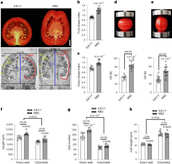 Redesigning the tomato fruit shape for mechaniz...