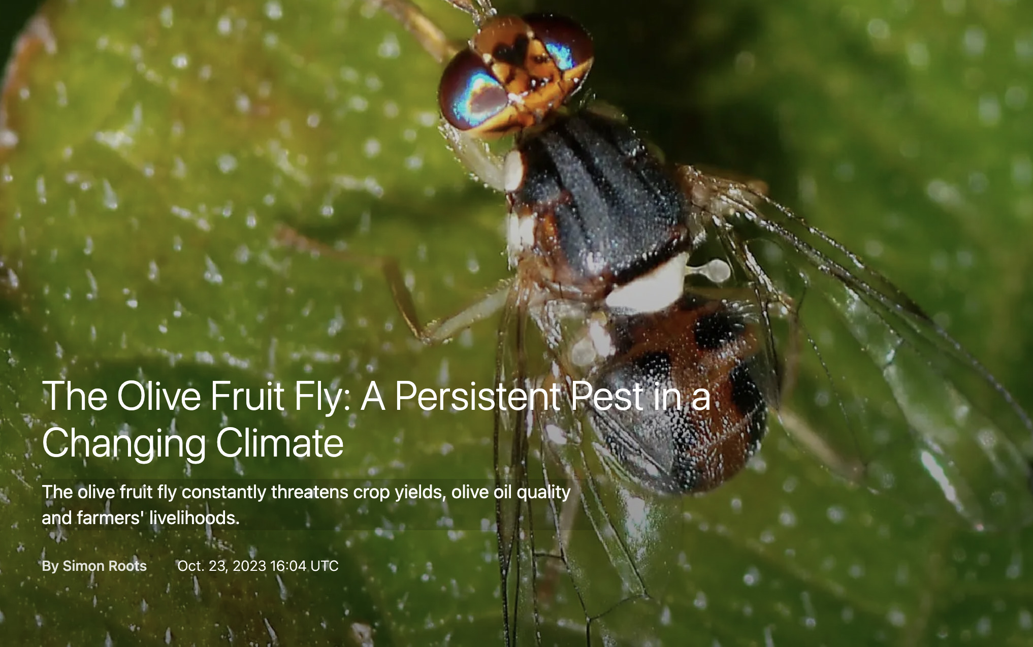 MEDITERRANEAN : The Olive Fruit Fly: A Persiste...