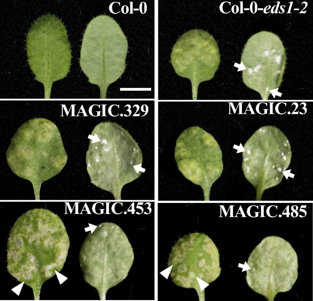 PNAS: Transgressive segregation reveals mechani...