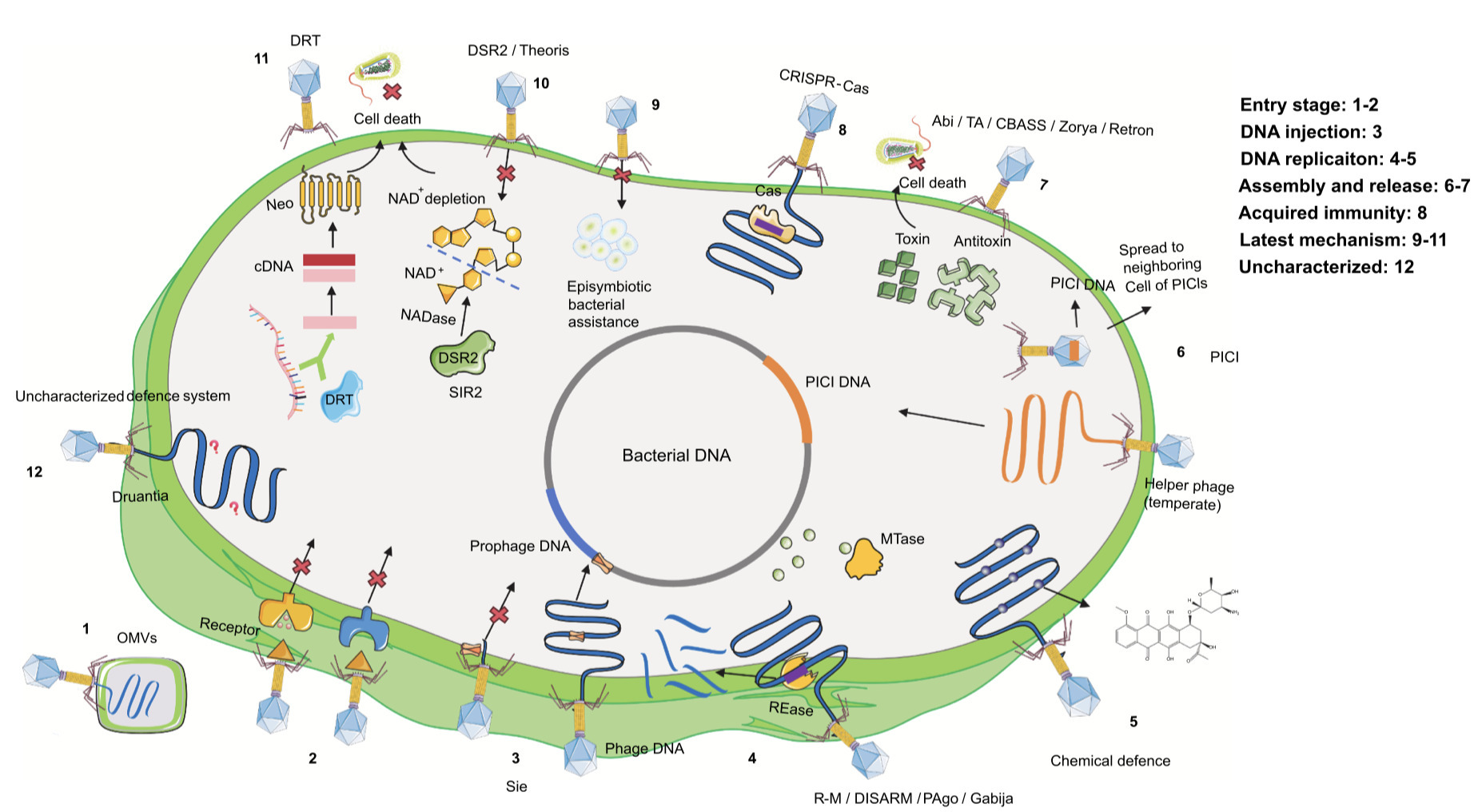 Recent advancements in bacterial anti-phage str...