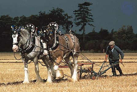En вђ Glossary Of Terms For Plowing With Horses Earth News вђ рџ љ