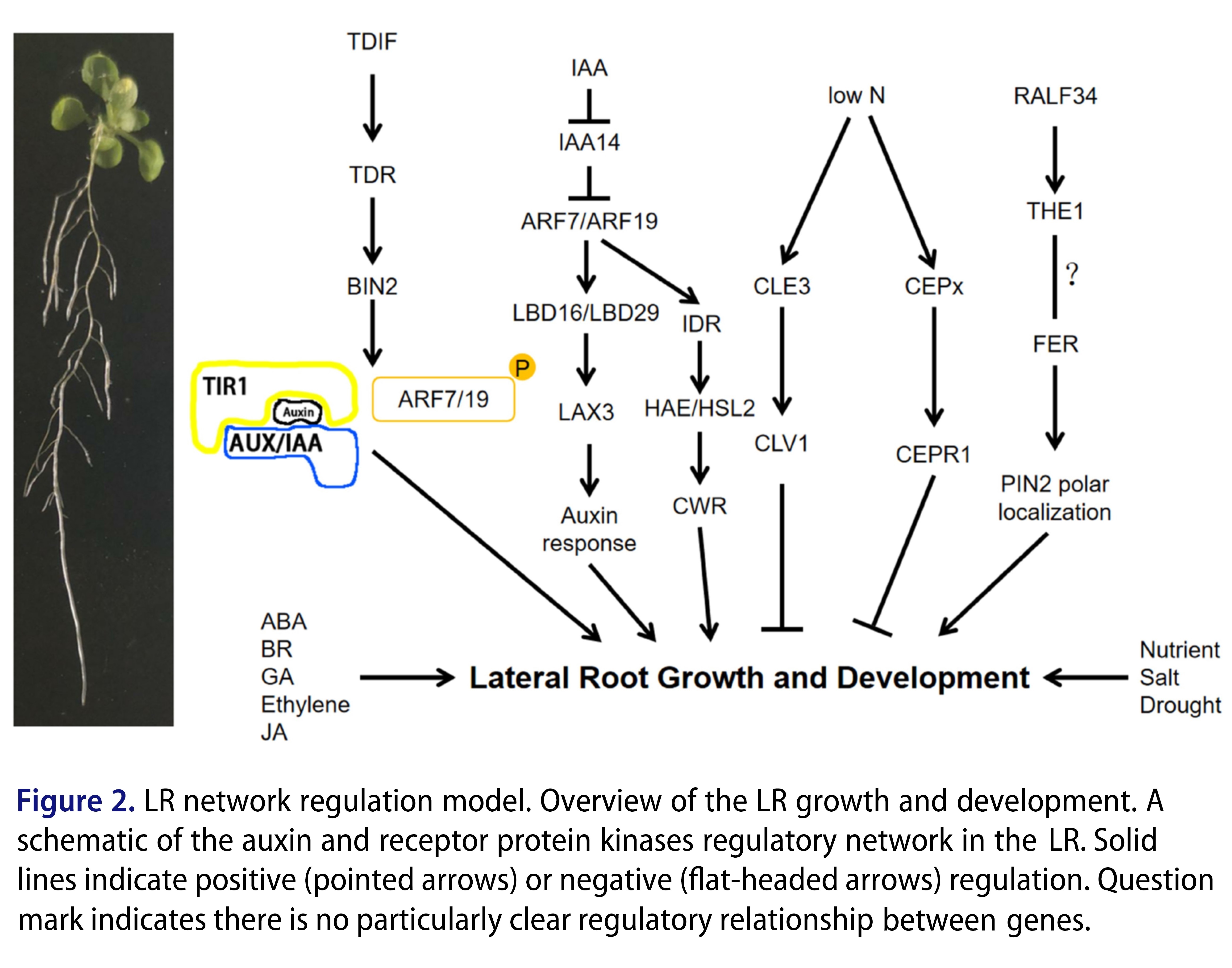 Genetic Regulation Of Lateral Root Development