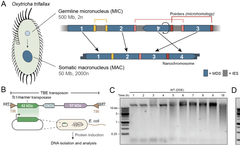 Relaxed DNA substrate specificity of transposas...