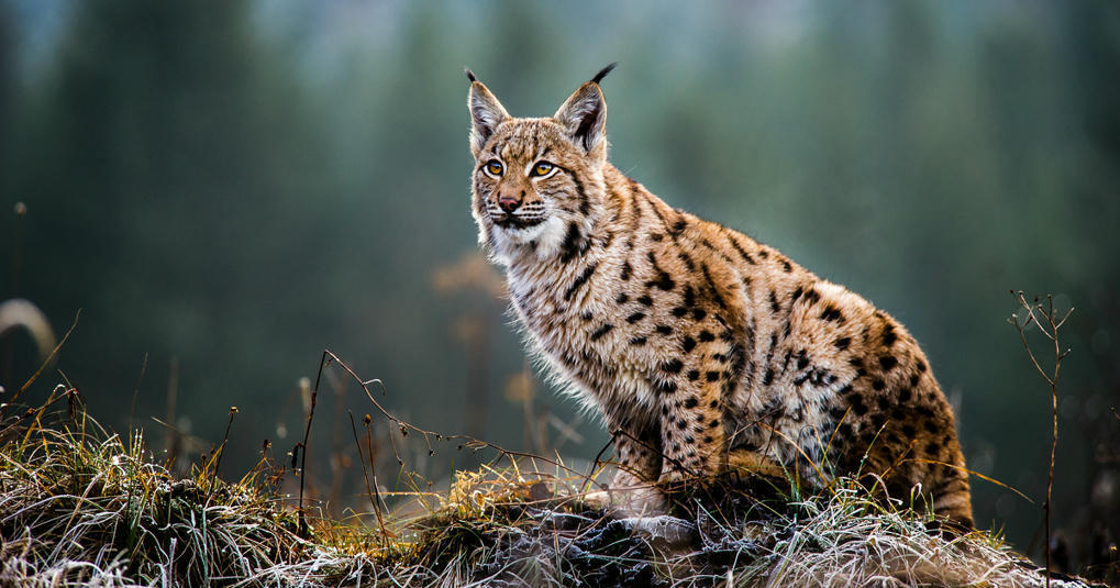 Viabilité du lynx boréal en Franc...