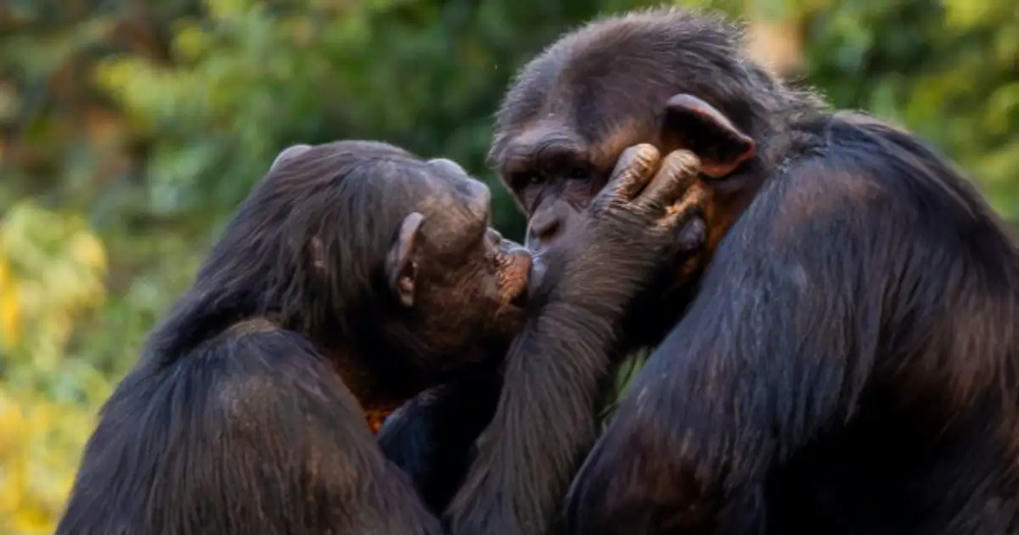 ¿Por qué nos besamos? La respuest...