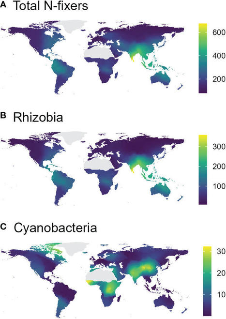 Global diversity and distribution of nitrogen-f...