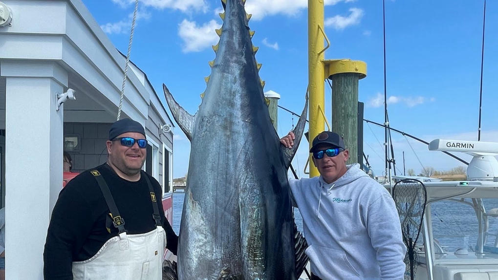 Fishermen catch 718-pound giant bluefin tuna of...