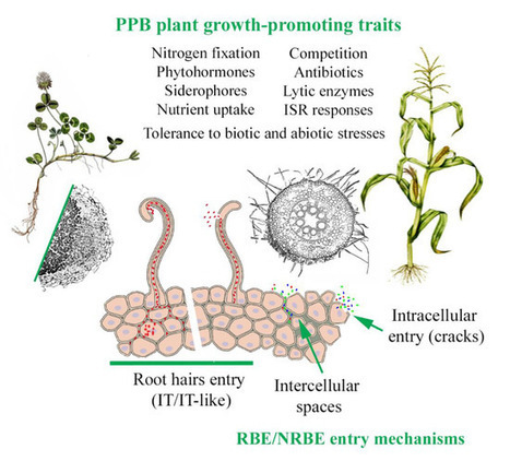 Is the Application of Plant Probiotic Bacterial...