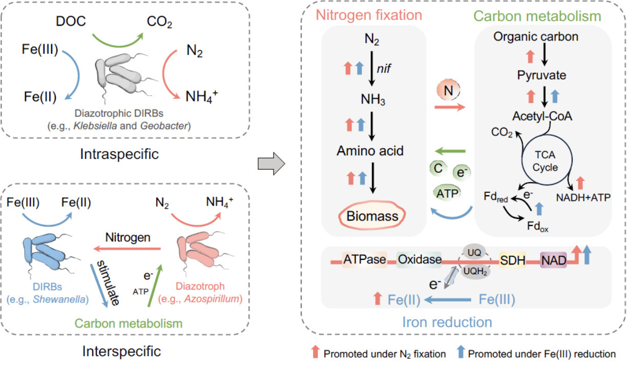 Synergistic interaction between microbial nitro...