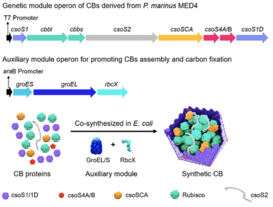 Auxiliary Module Promotes the Synthesis of Carb...