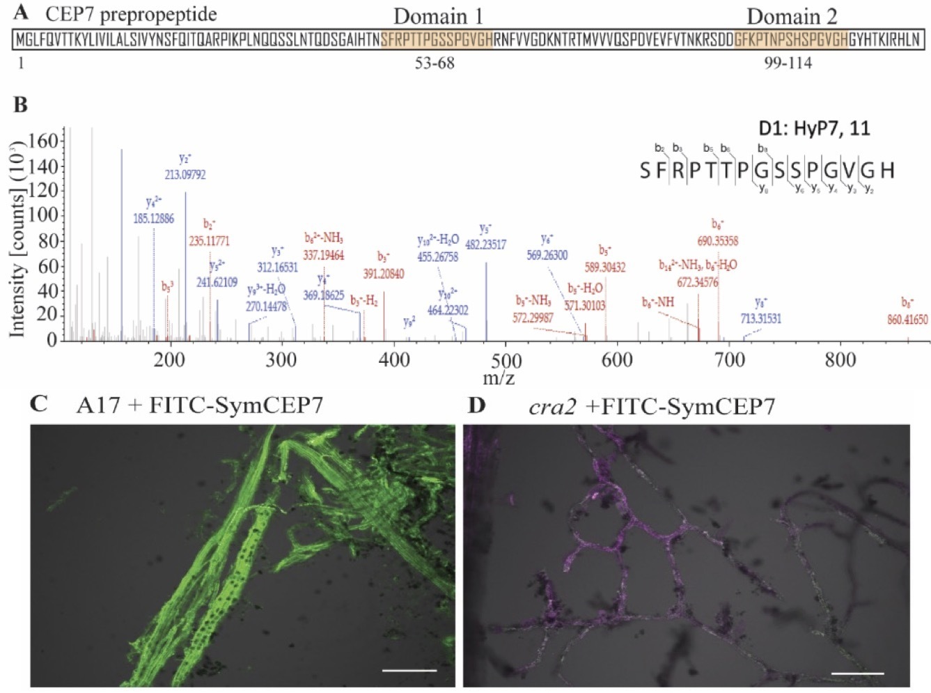 A CEP signaling peptide regulating symbiotic no...
