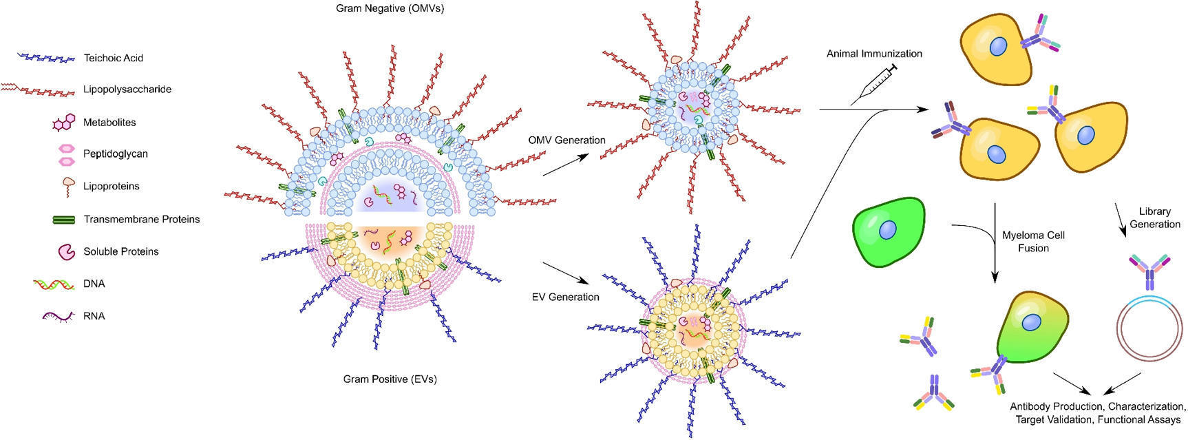 Outer membrane vesicles as a platform for the d...