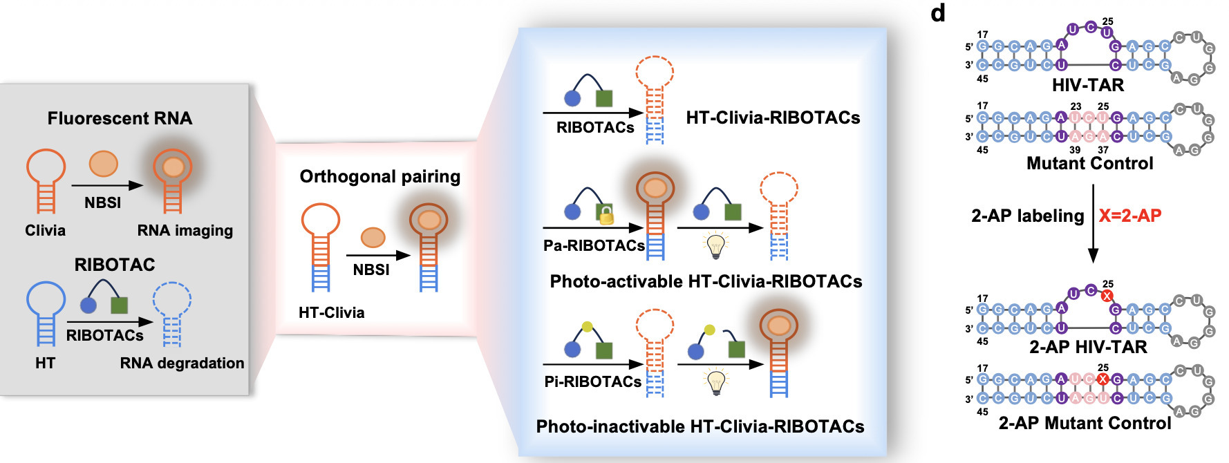An orthogonal RNA aptamer for targeted RNA regu...