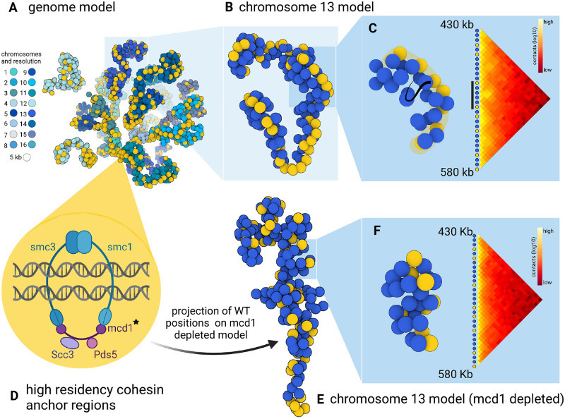 3D models of fungal chromosomes to enhance visu...