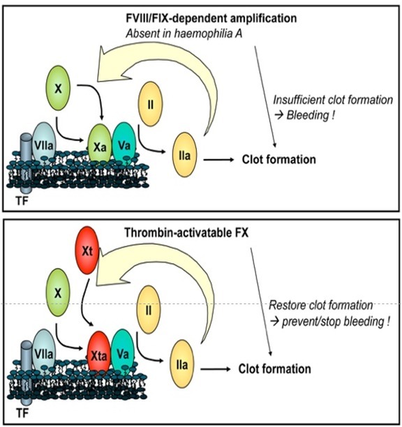 A modified coagulation factor X molecule for tr...