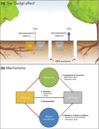 Revisiting the ‘Gadgil effect’: do ...