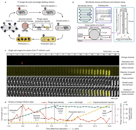 Single-cell imaging of the lytic phage life cyc...