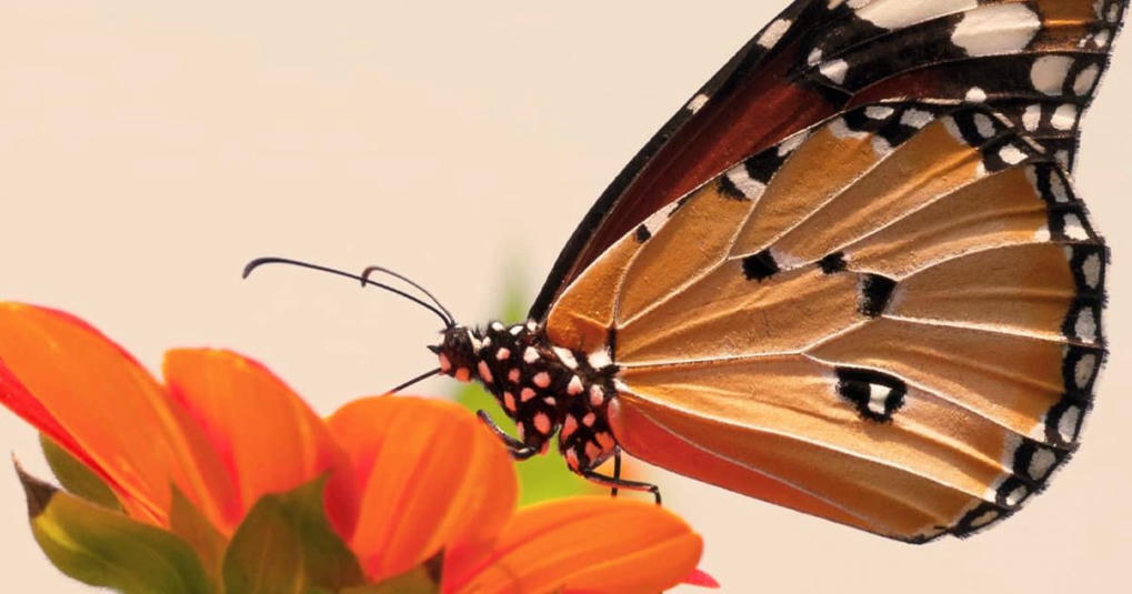 Le papillon qui nous a fait comprendre le probl...