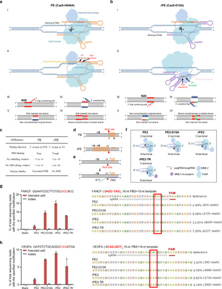 Prime editor with rational design and AI-driven...