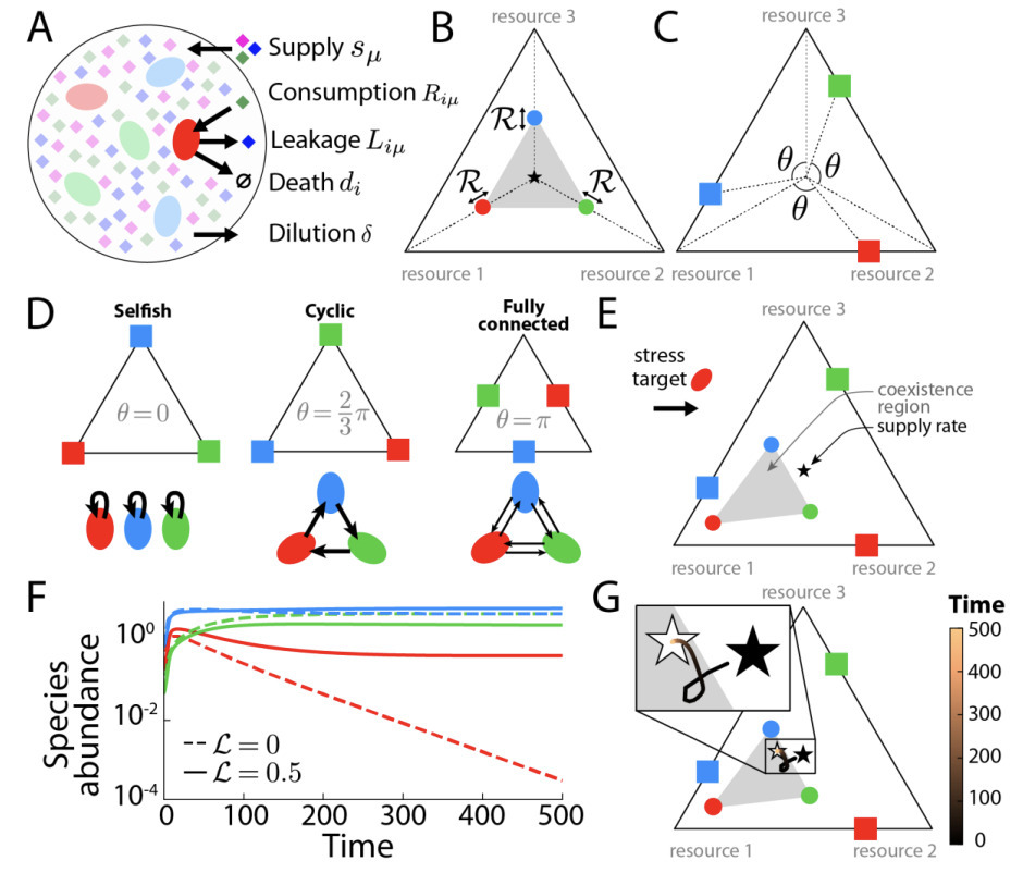 The network structure of cross-feeding impacts ...