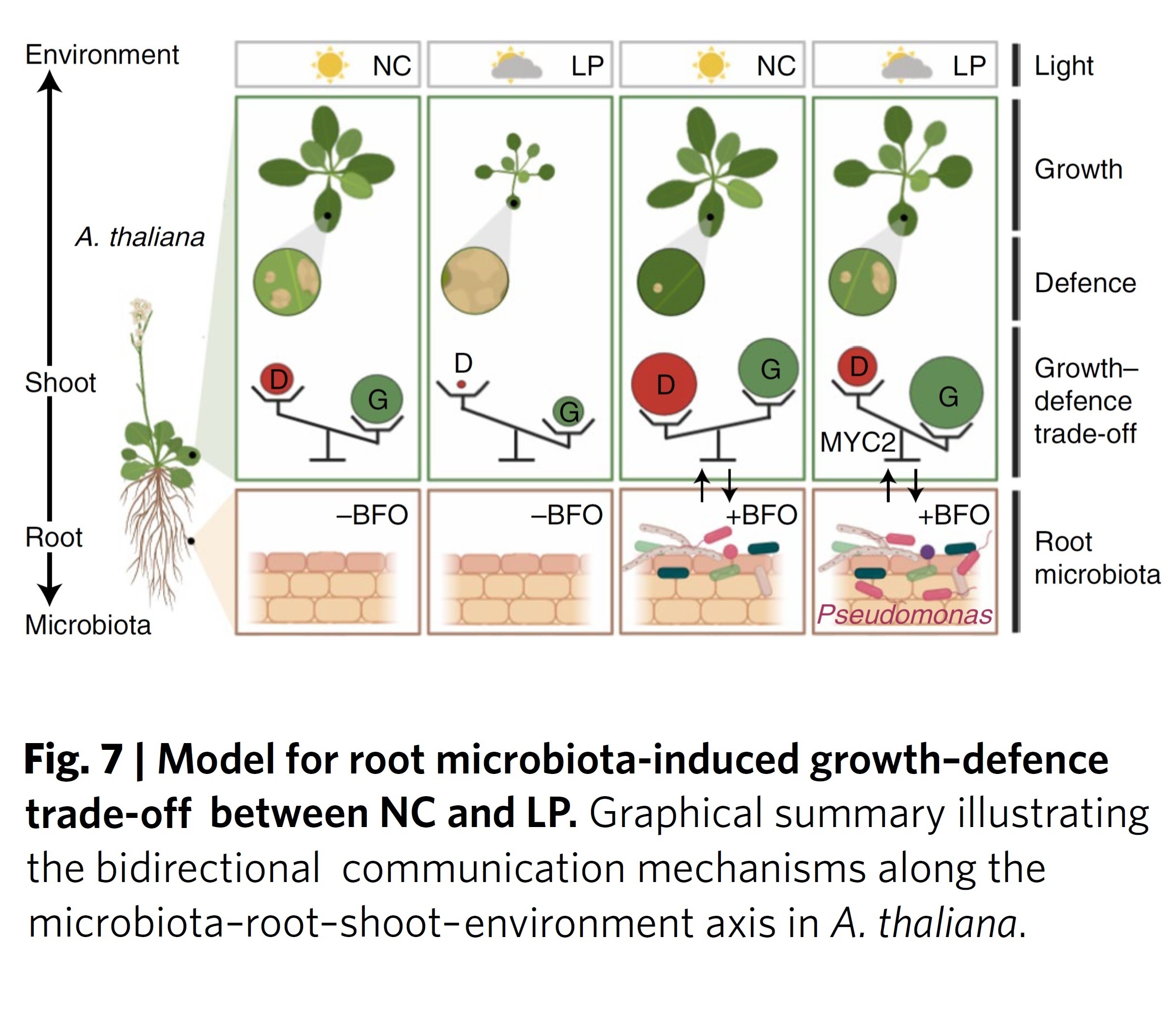 A microbiota–root–shoot circuit fav...