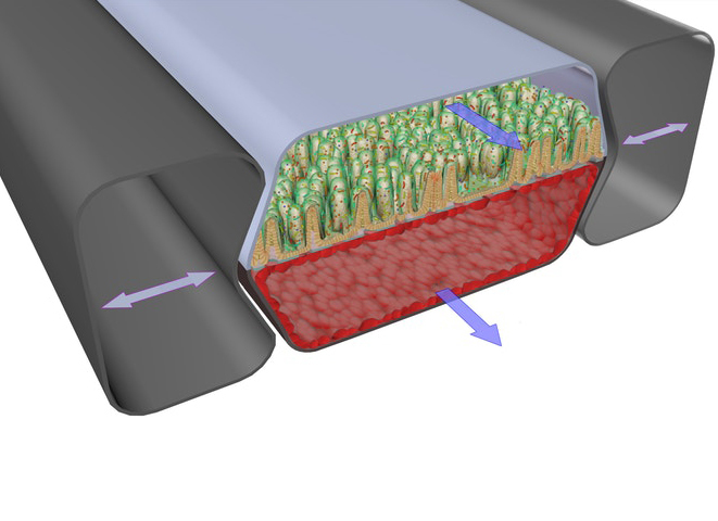 Microfluidic Chip Models Inflammatory Intestina...