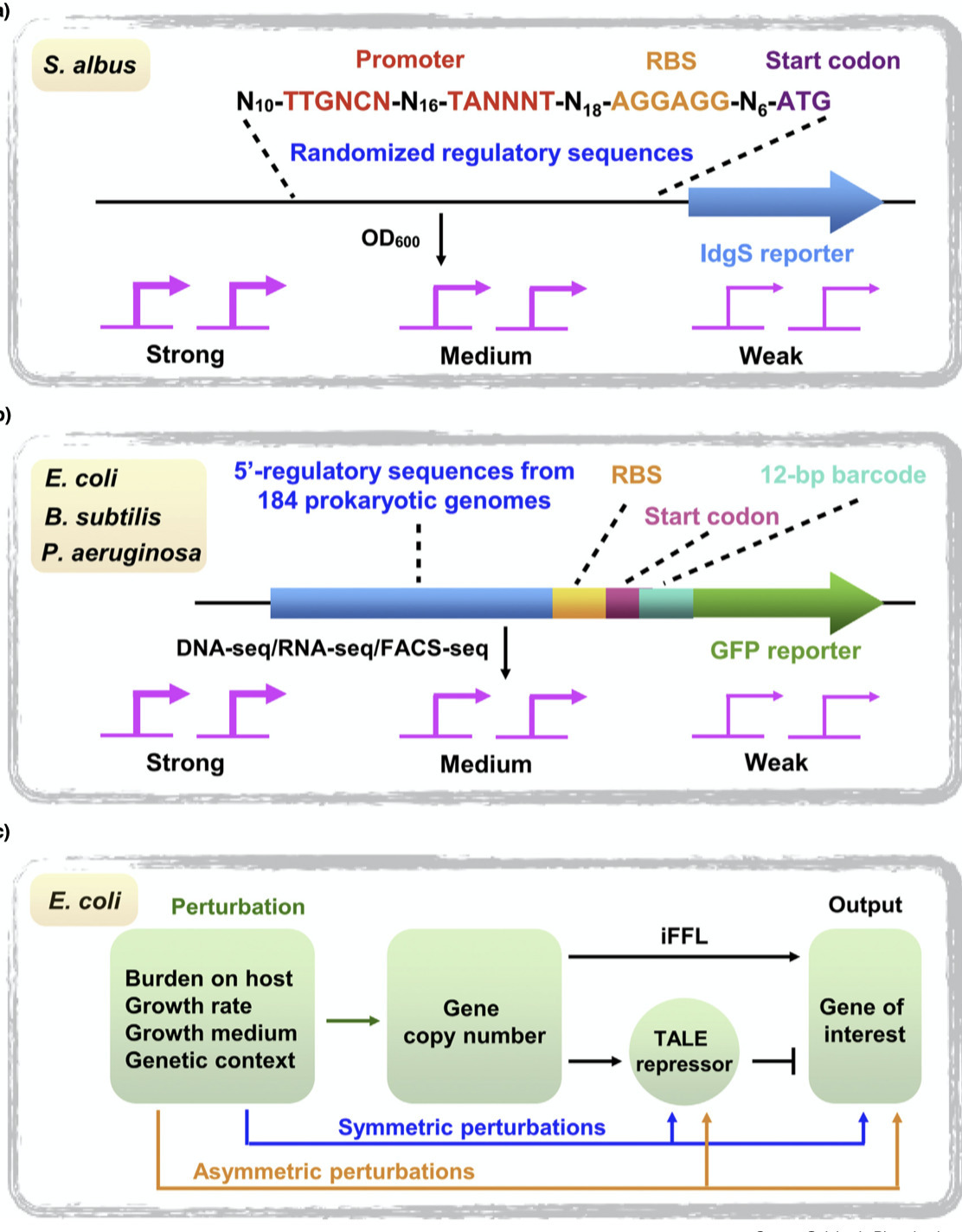 Refactoring biosynthetic gene clusters for hete...