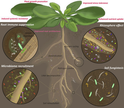 The Soil-Borne Identity and Microbiome-Assisted...