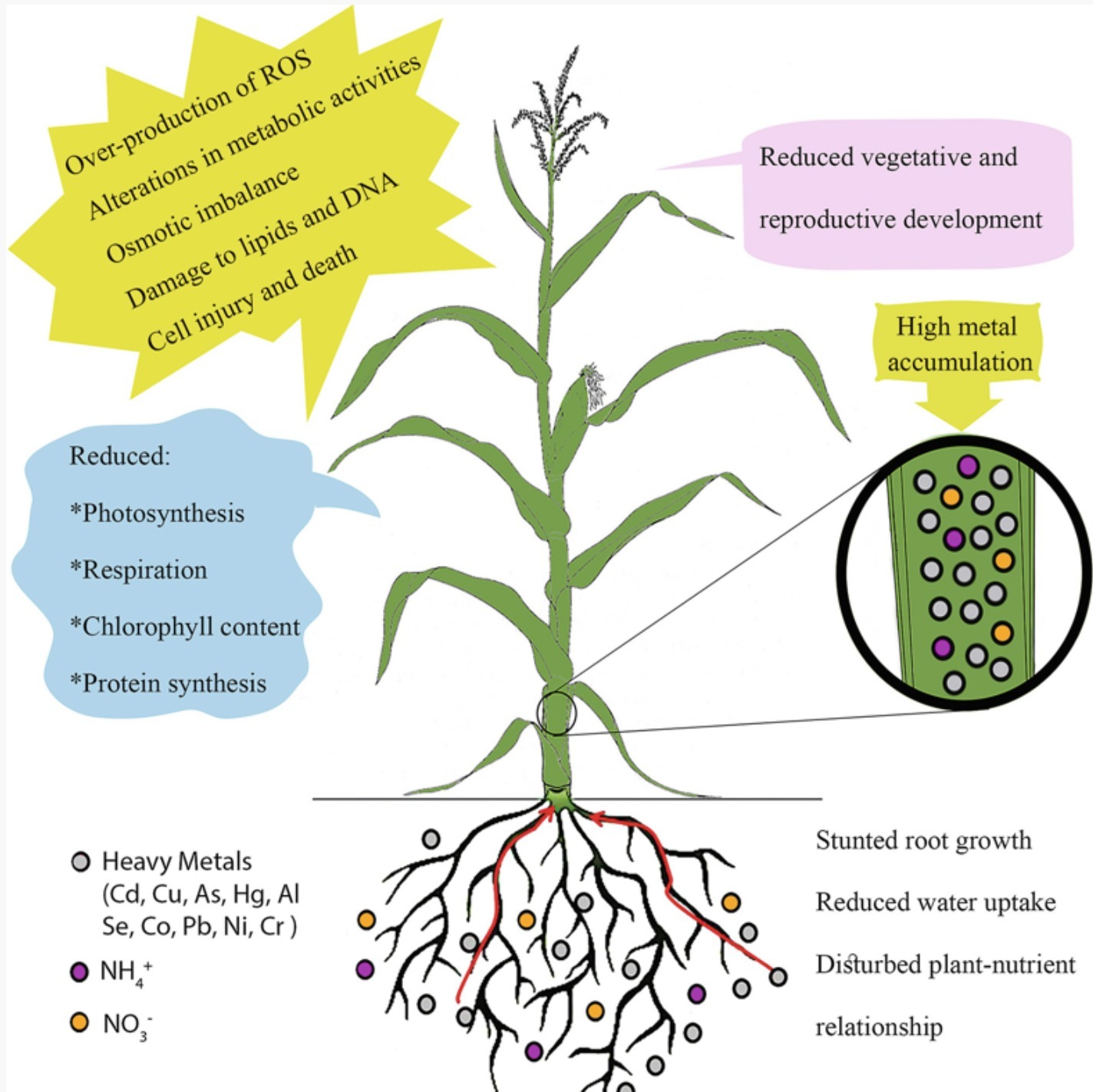 Metal Toxicity and Nitrogen Metabolism in Plant...