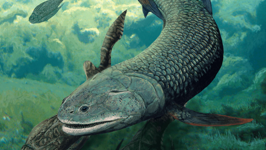 380-Million-Year-Old Fanged Fish Found In One O...